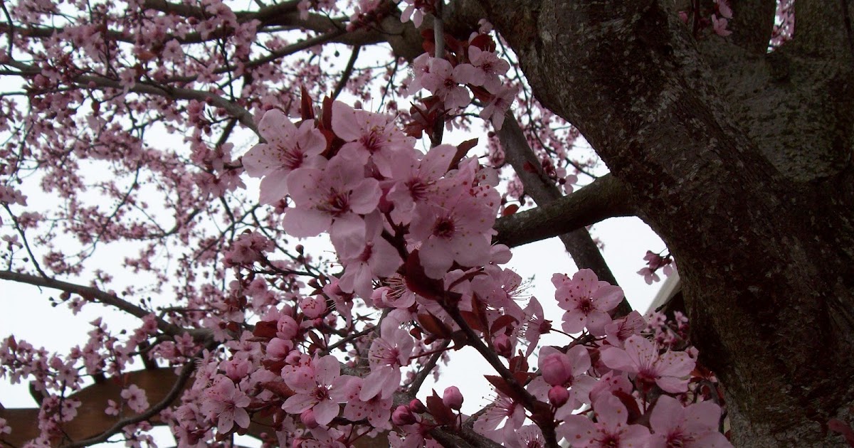 April's Homemaking: Spring Krumkake and Cherry Blossom Straw Painting