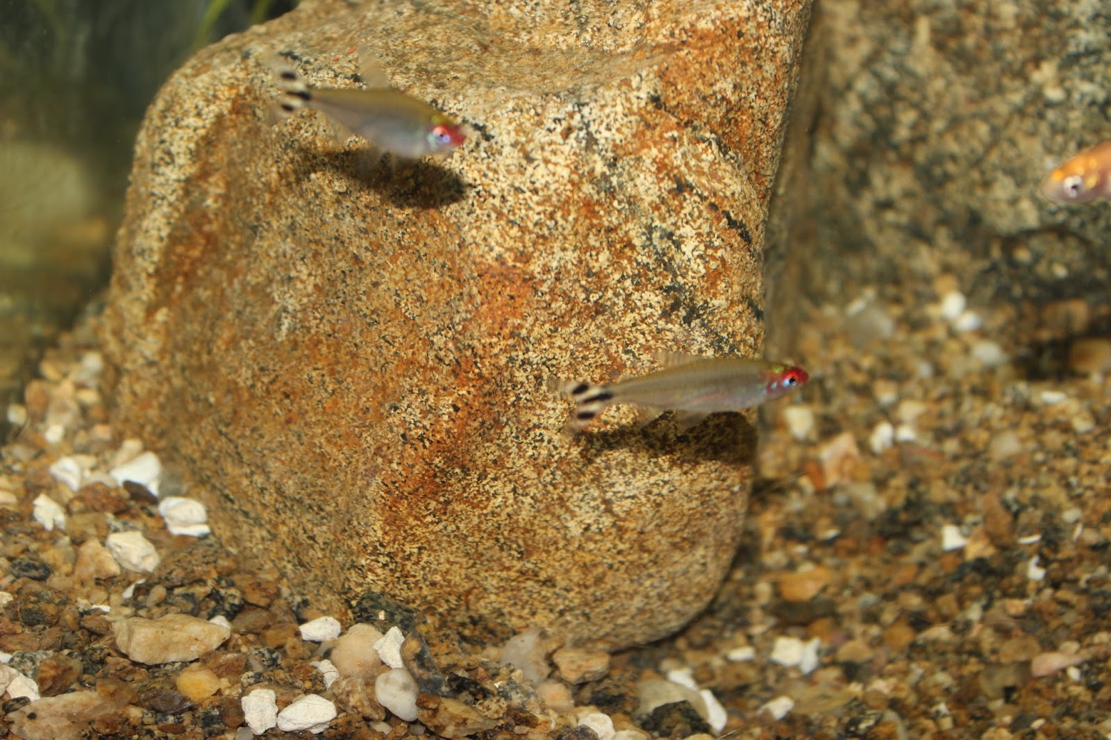 Amazing Fish: Hemigrammus Rhodostomus