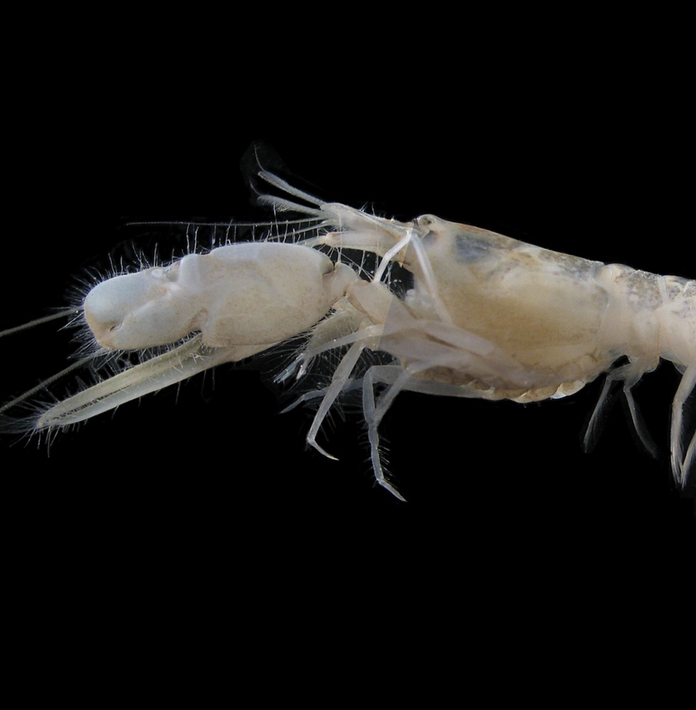 Species New to Science: [Crustacea • 2017] New Records and Description ...