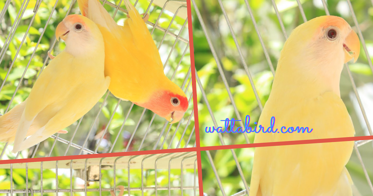 WattaBird Breeding Chart: INO Mutation in African LoveBirds