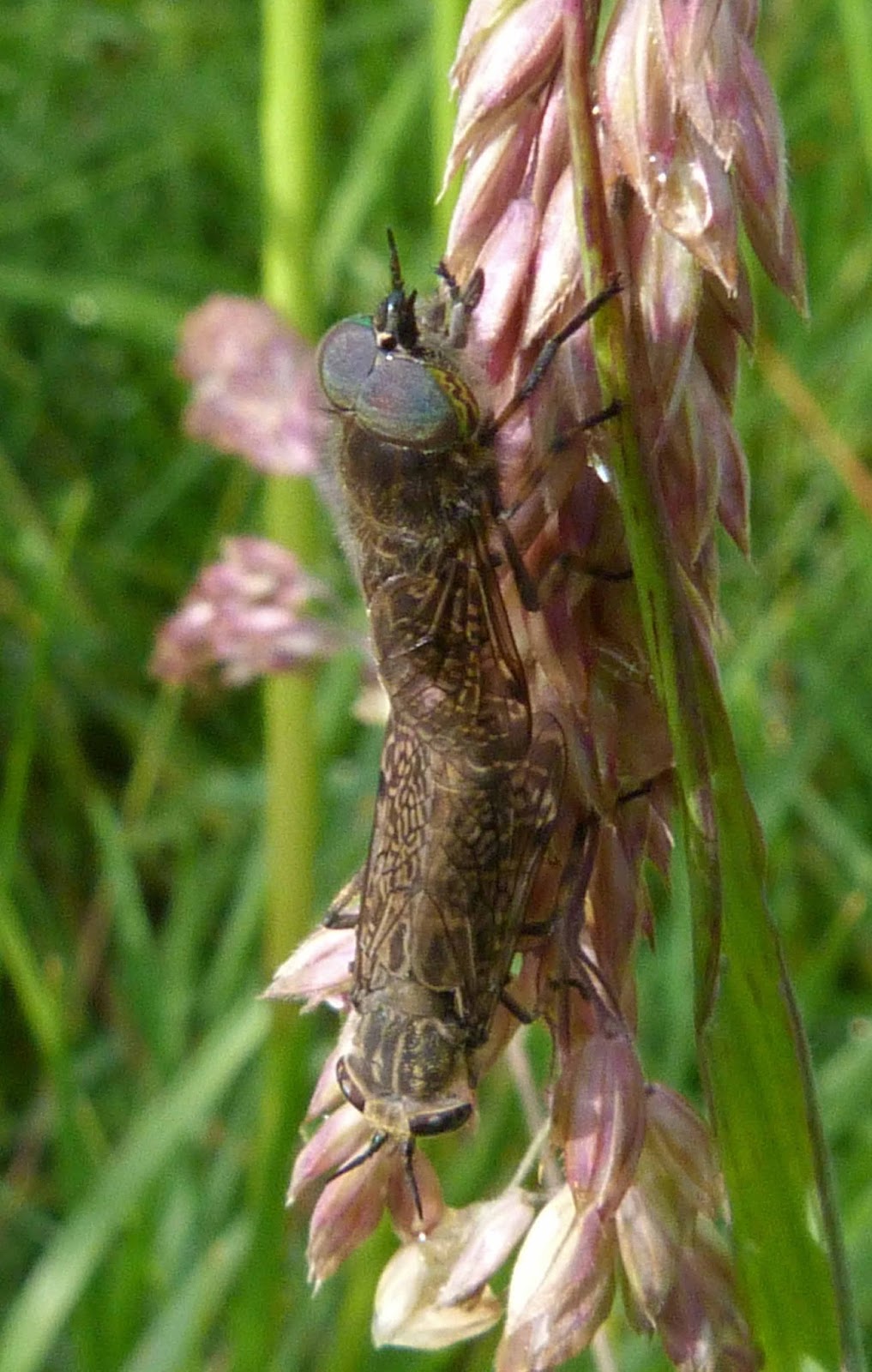 Insects of Scotland: Mosquitoes/Midges/Horseflies