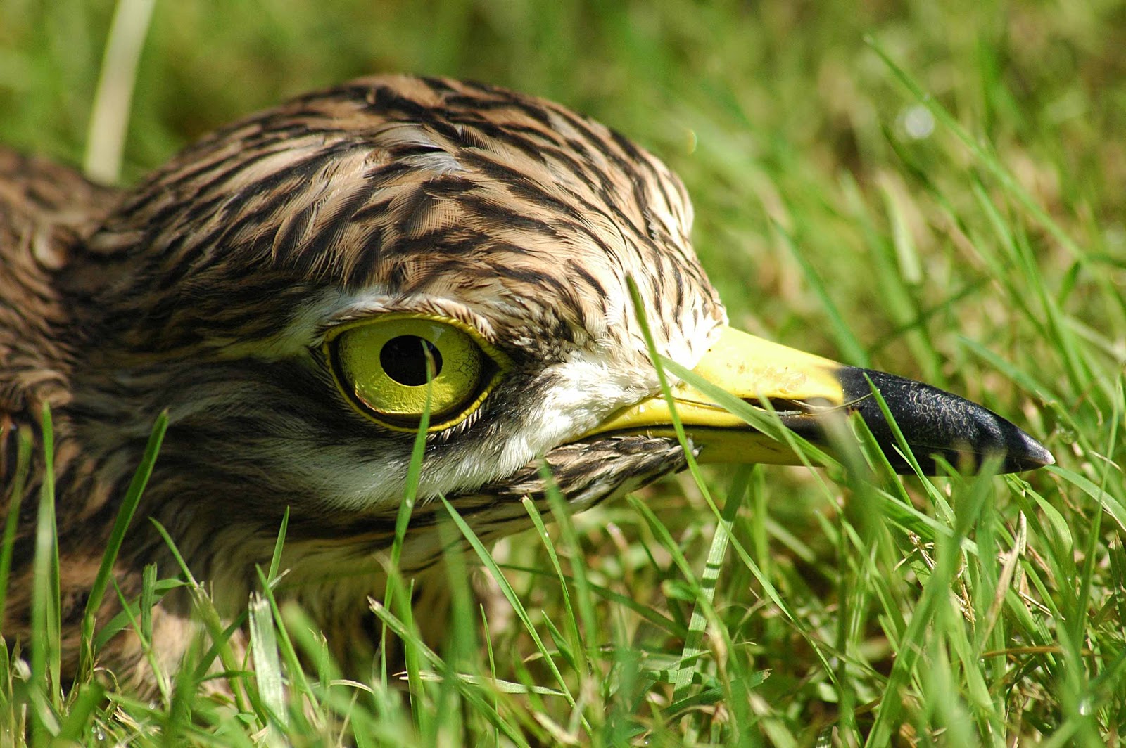 Moixons del Camp i la Conca de Barberà.: Torlit.