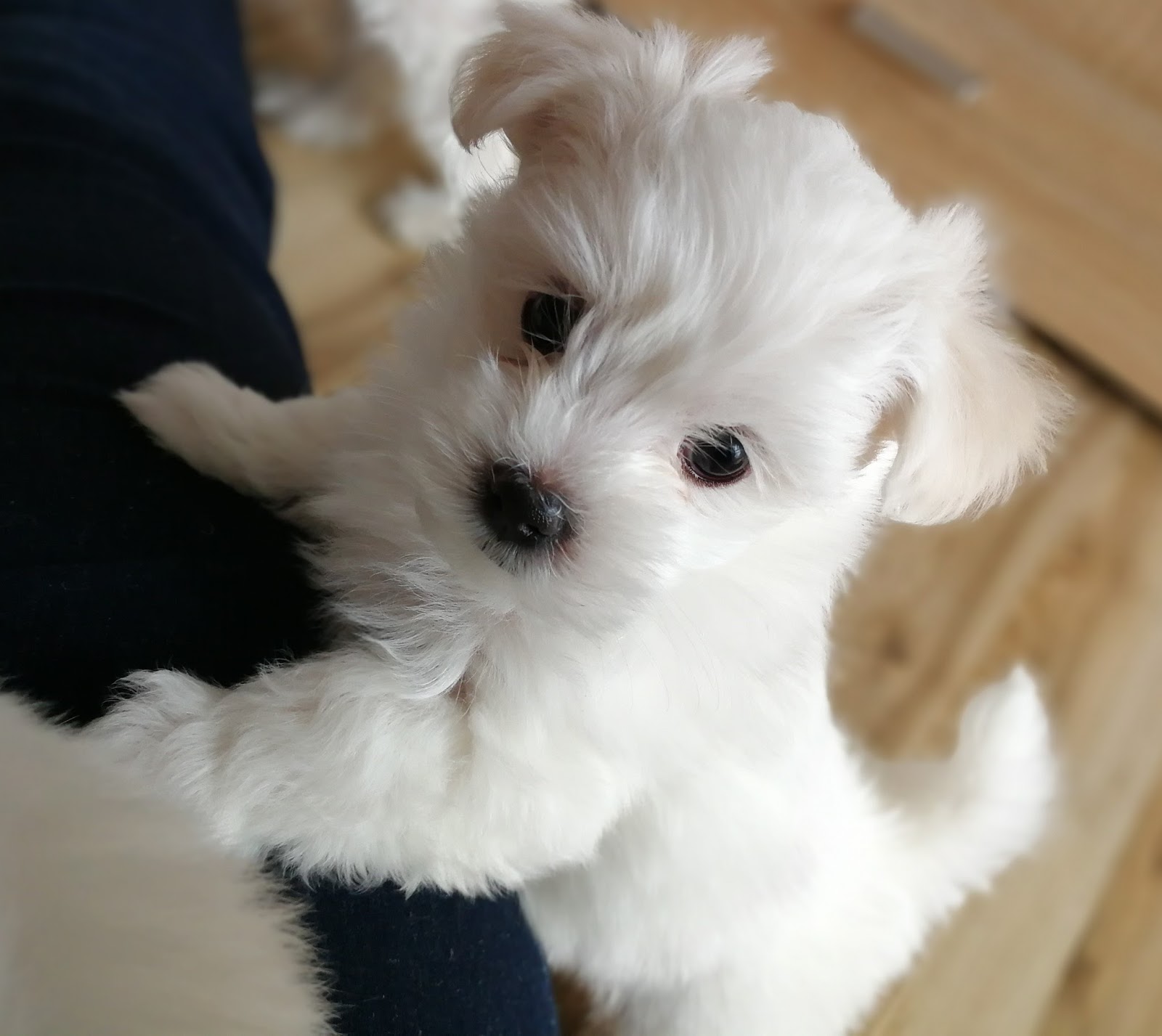 Biały Maltan: Maltańczyk miniaturka – czyli kilka słów o miniaturyzacji ...