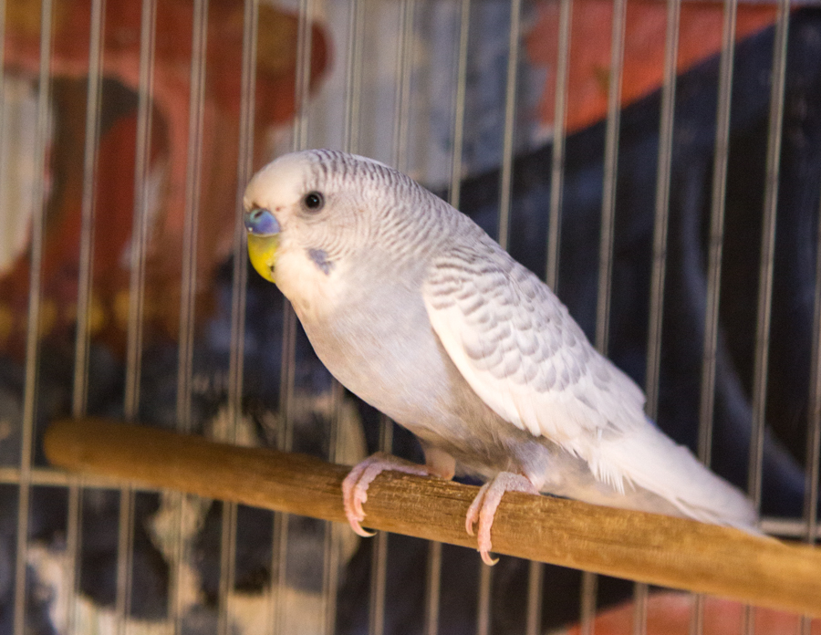 Shelter Dogs of Portland: "BUGLE BOY" singing Parakeet