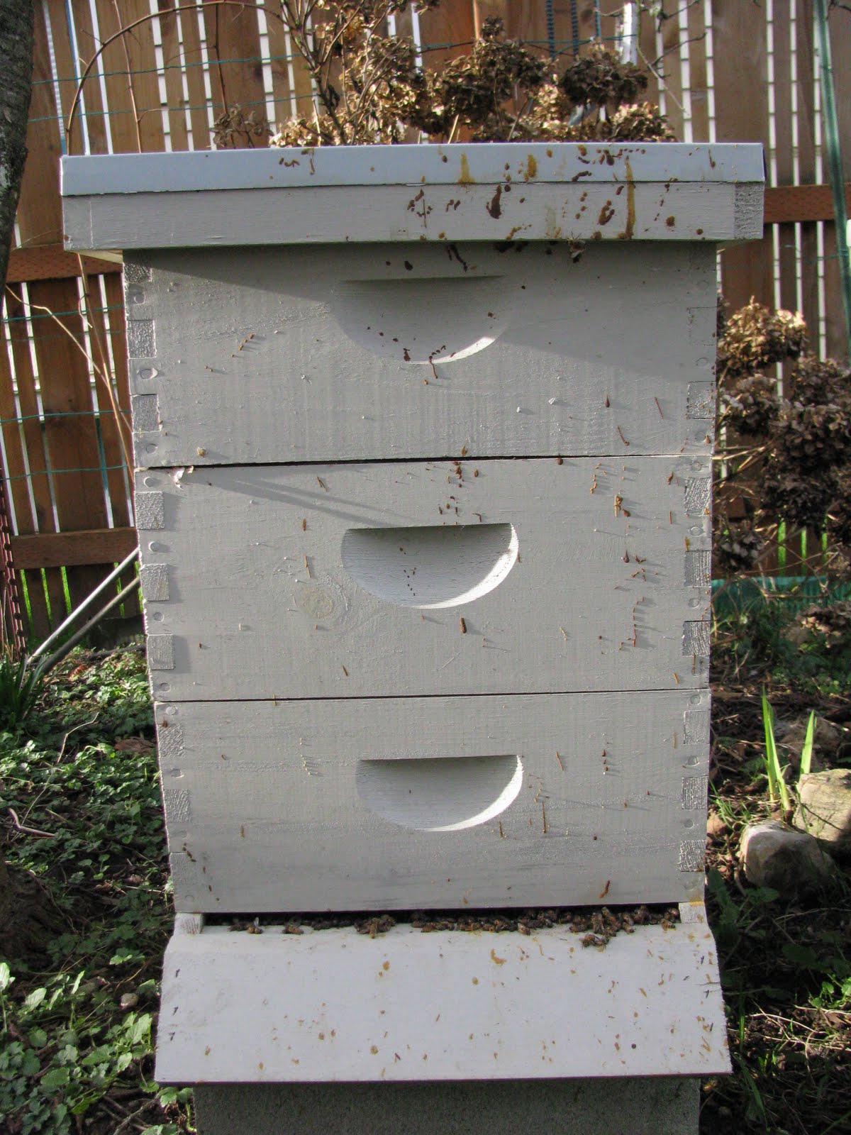 Seattle Urban Honey: Bee Log 55; March 8, 2011