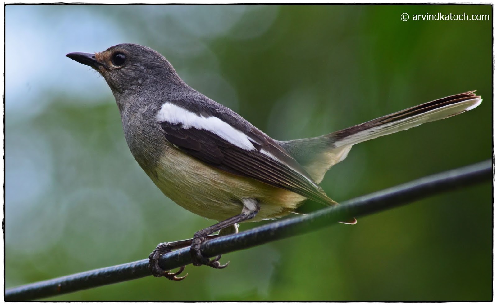 Oriental Magpie Robin (Copsychus saularis) Pictures and Detail