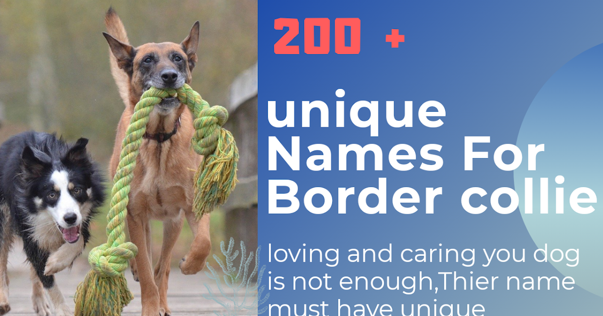 [200+ Updated]Unique Names For Border Collie