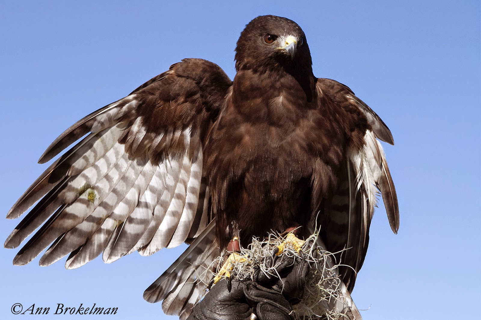 Ann Brokelman Photography: Short-tailed Hawk - Florida 2015 Captive