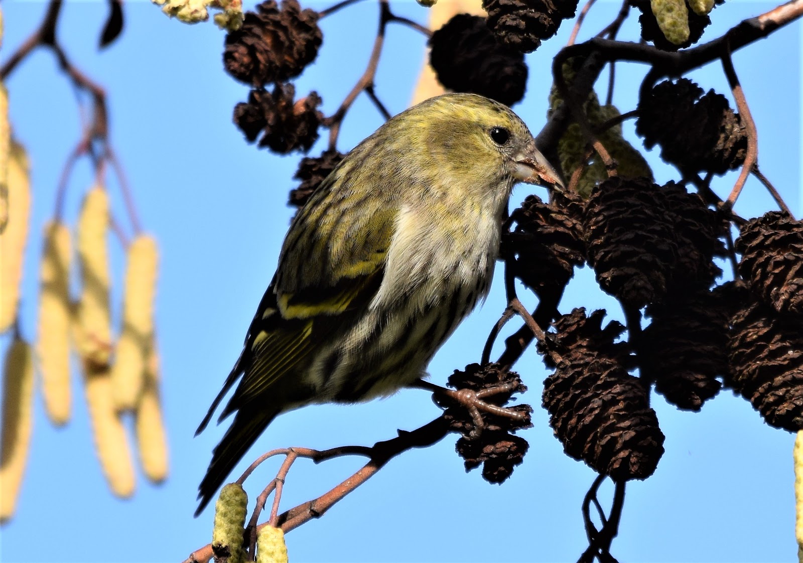 Imagens da vida animal: Lugre (Spinus spinus)