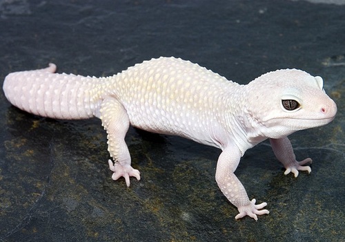 Leopard Gecko:Hewan Peliharaan