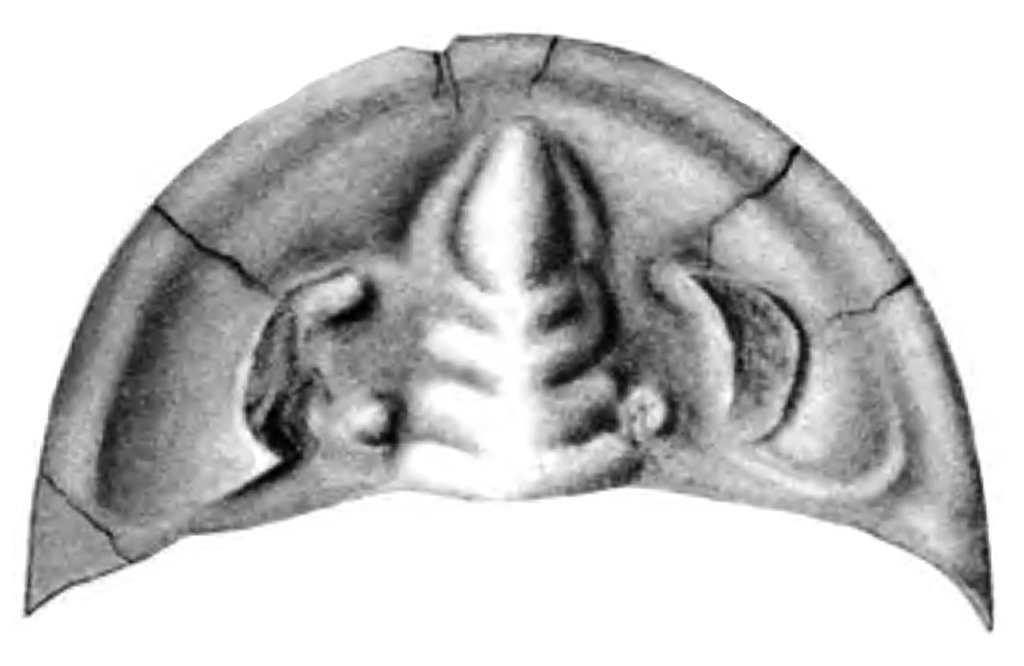 Louisville Fossils and Beyond: Cambrian Trilobite Olenellus From Boston ...