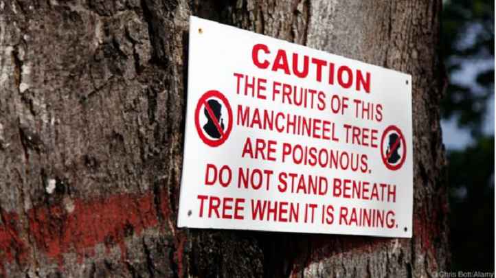 Most dangerous tree on planet earth - Manchineel tree