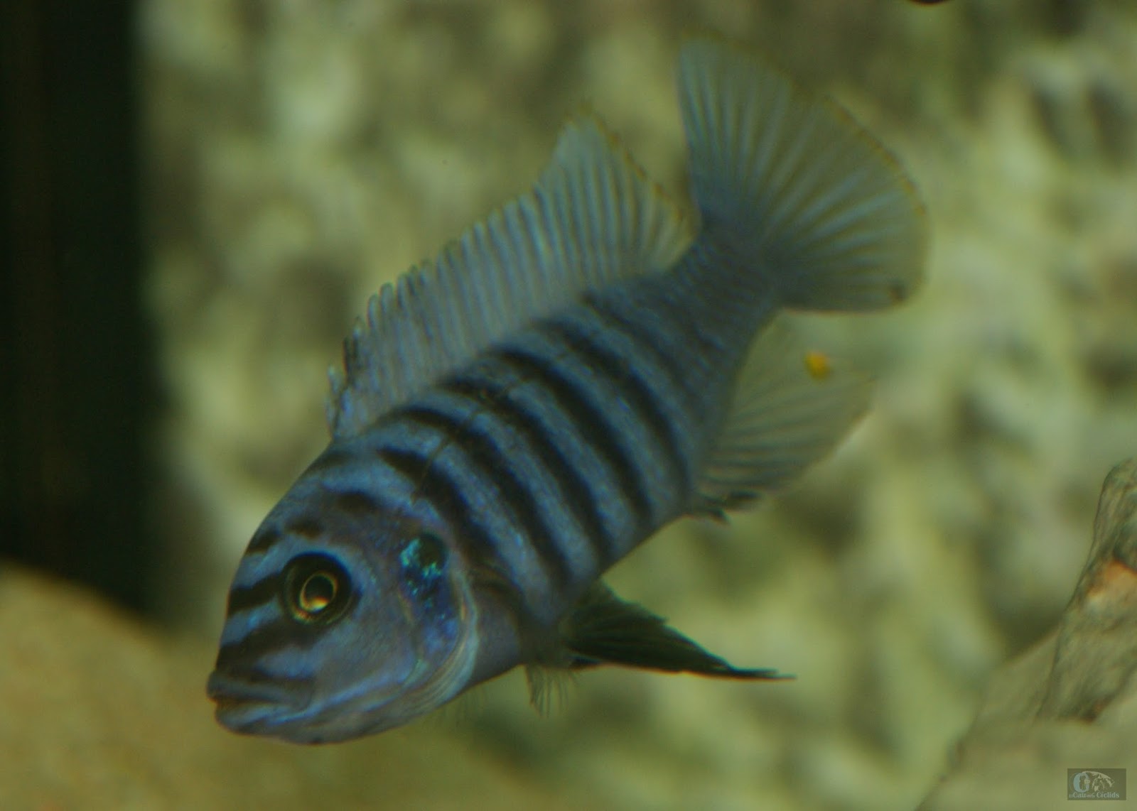 Ciclidos del Rift: Metriaclima Zebra Chilumba Maison Reef