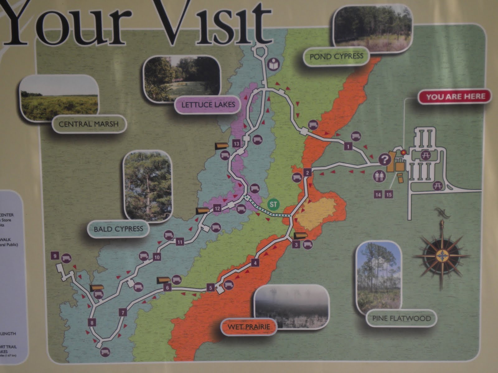 Colloquium Journal: Corkscrew Swamp Sanctuary