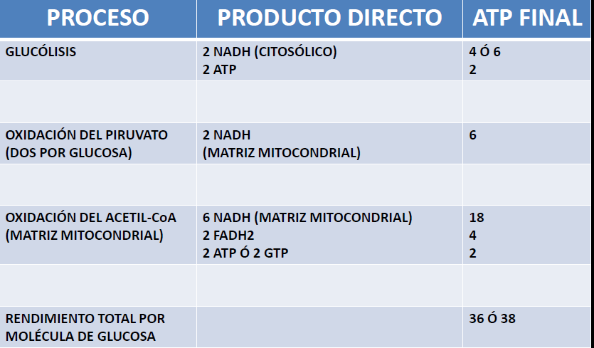 Bioquímica: ¿36 ó 38 moléculas de ATP?