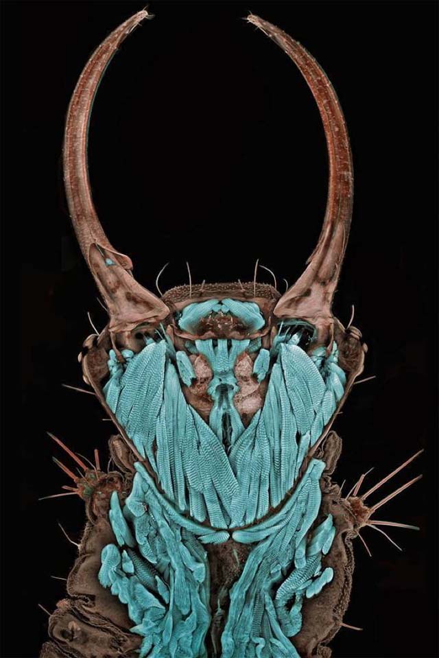 World's Most Amazing Things: Amazing 15 Extremely Magnified Photos - 10 ...