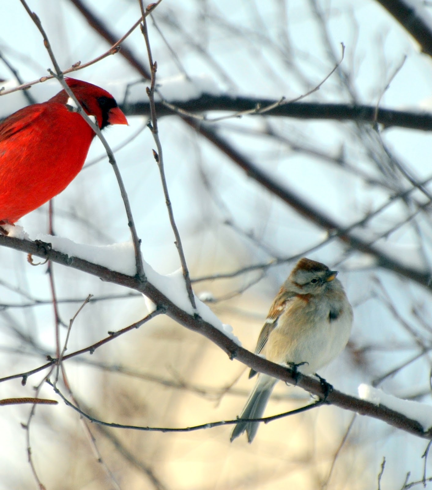 the Grabers: January birds