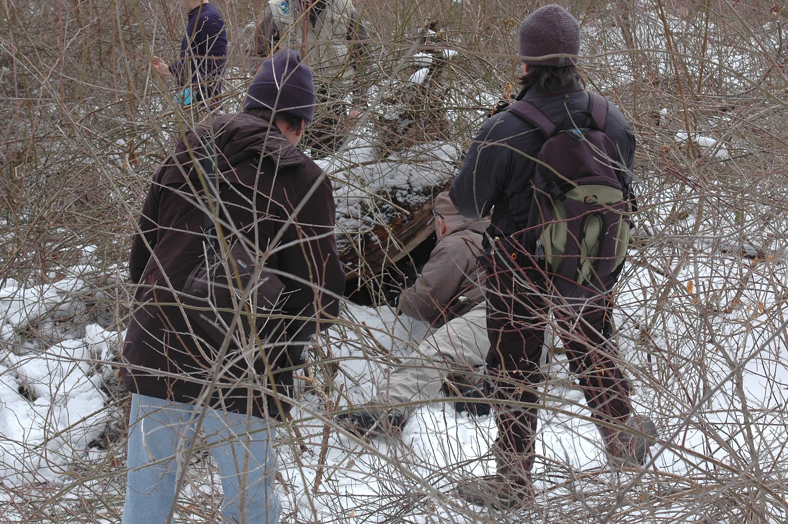 Backyard Beasts: Black Bear Den Season 2013 Part II