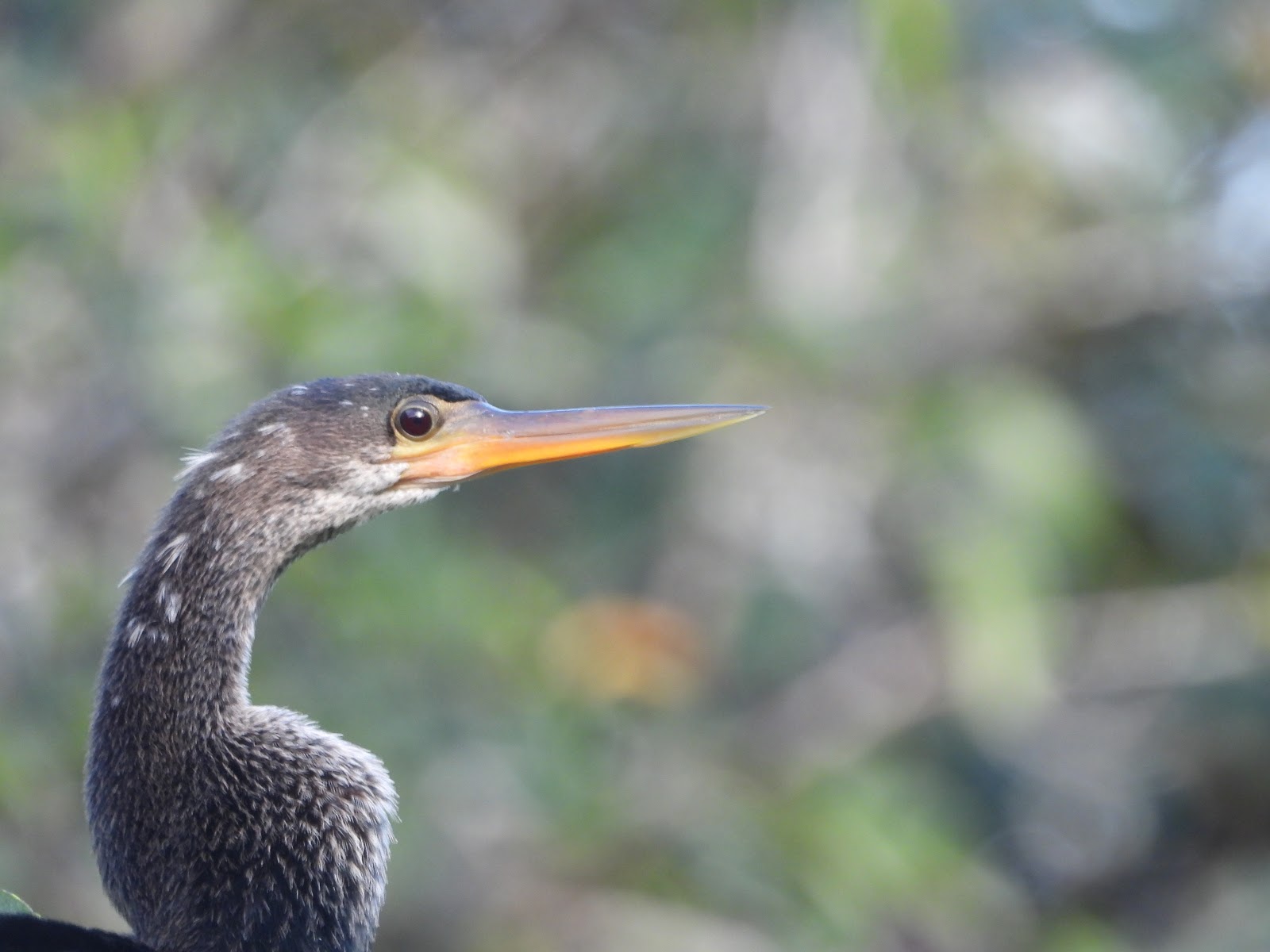 Bird & Travel Photos, Birding Sites, Bird Information: A BEAUTIFUL ...