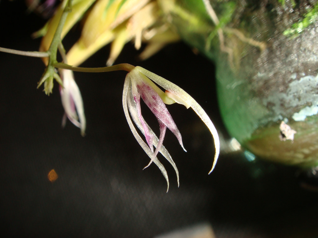 Macroclinium bicolor care and culture | Travaldo's blog