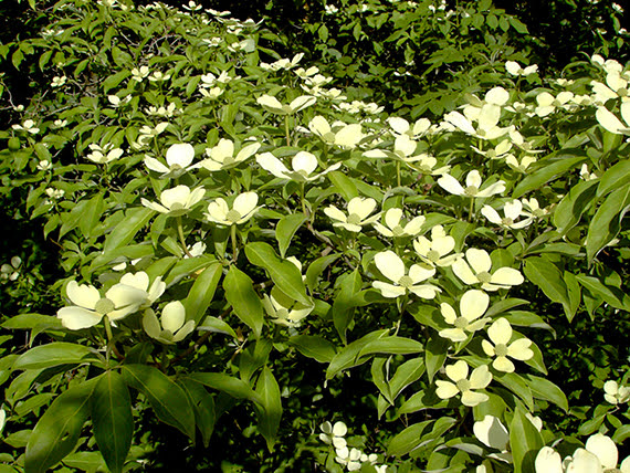 Cornus capitata Wall. 1820