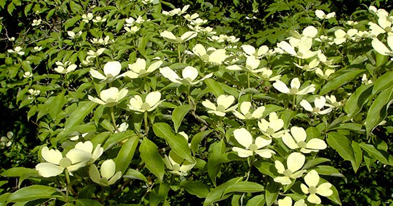 Cornus capitata Wall. 1820
