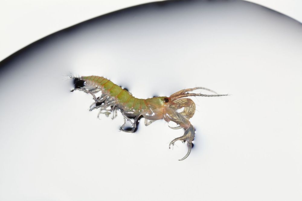 Real Monstrosities: Tanaid