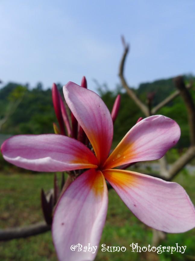 Baby Sumo Photography: Multi-colored frangipani (plumeria) - KL, Malaysia