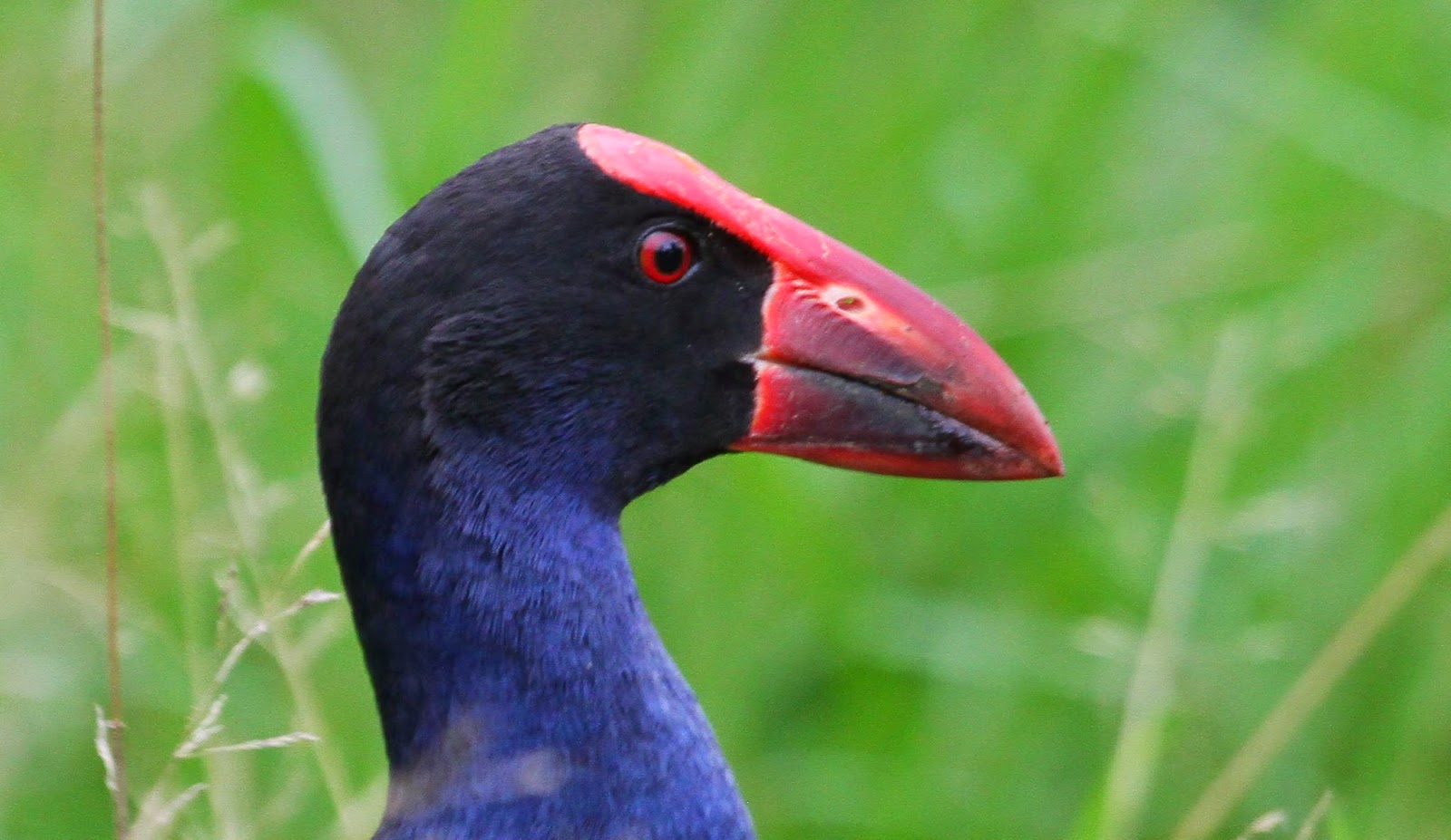 Richard Waring's Birds of Australia: Variety of Victorian bird photos