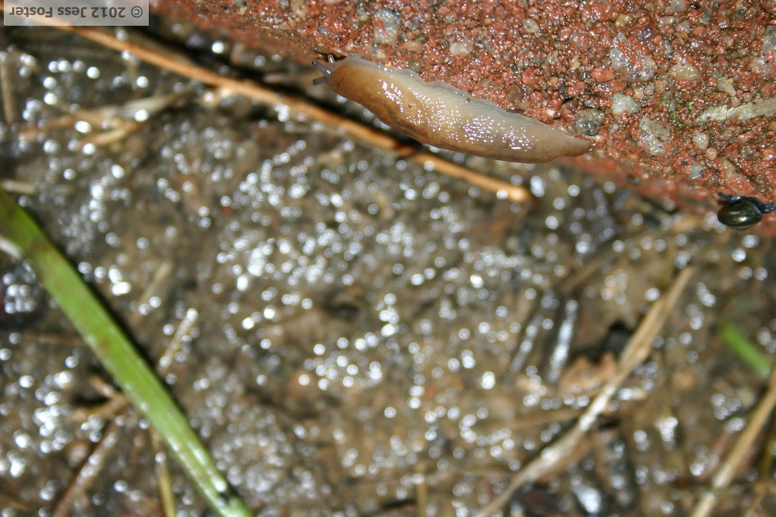 Sluggin' Along: Slug Pool Party