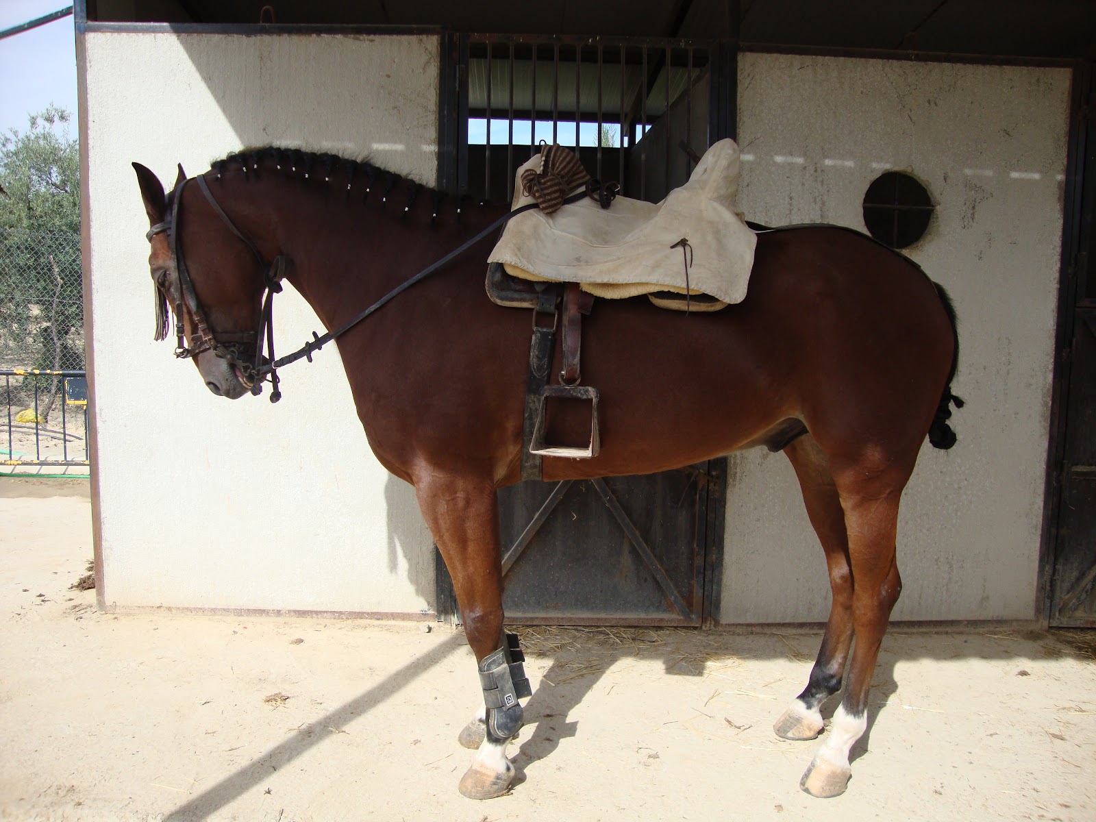 Los caballos