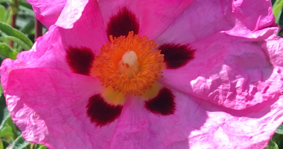 My ESL Class: Pronouns, Preferences, and Celebrations! Oh my!