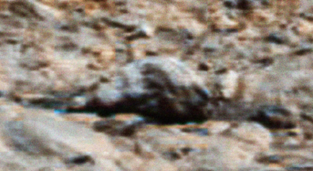 UFO SIGHTINGS DAILY: Ancient Turtle Fossil Found On Mars, And A Fallen ...