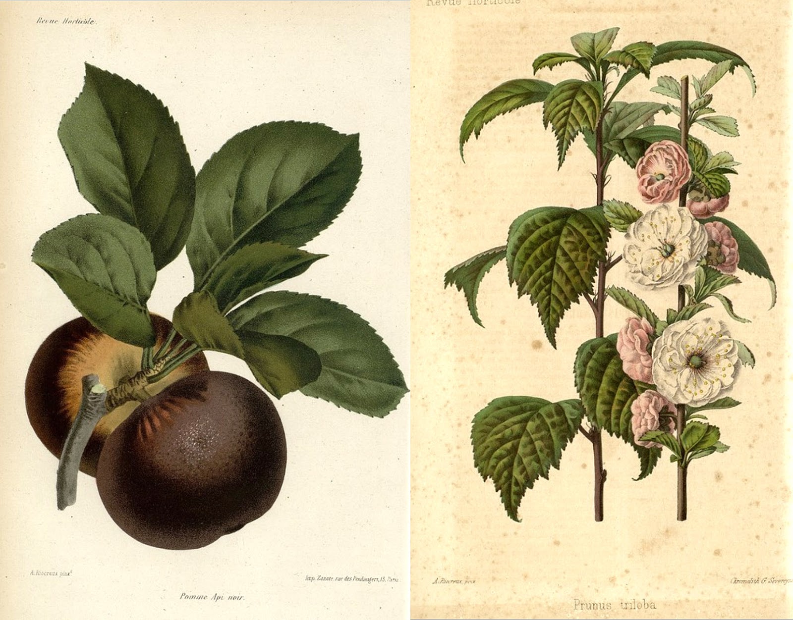 Flora Urbana: Hortalia, bibliothèque numérique