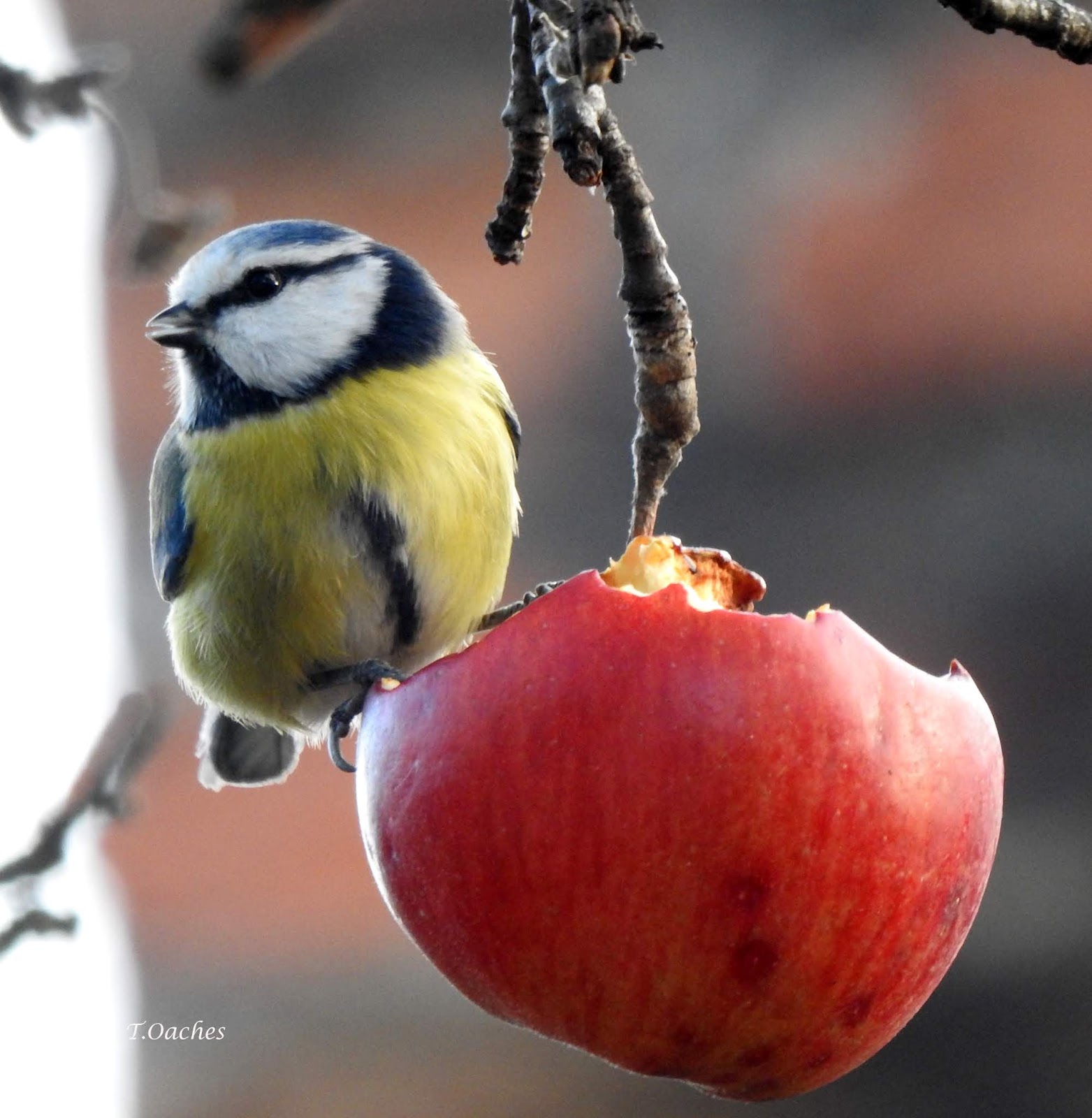 PASARI DIN ROMANIA: PITIGOI ALBASTRU (1), Cyanistes caeruleus