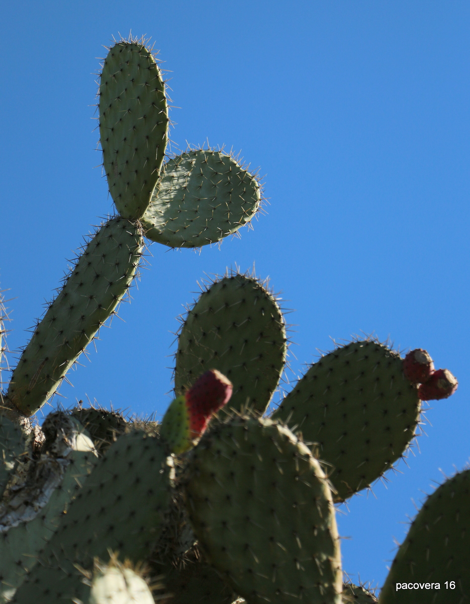 CH´USAY: Opuntia megacantha