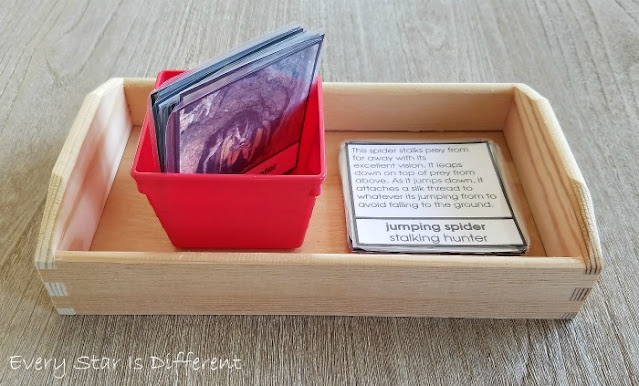 Montessori-inspired Arachnid Activities for Elementary Students with ...