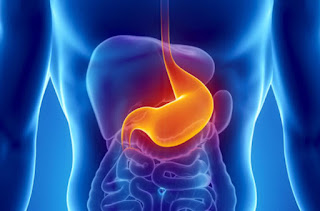 ESTÓMAC - EL COS HUMÀ