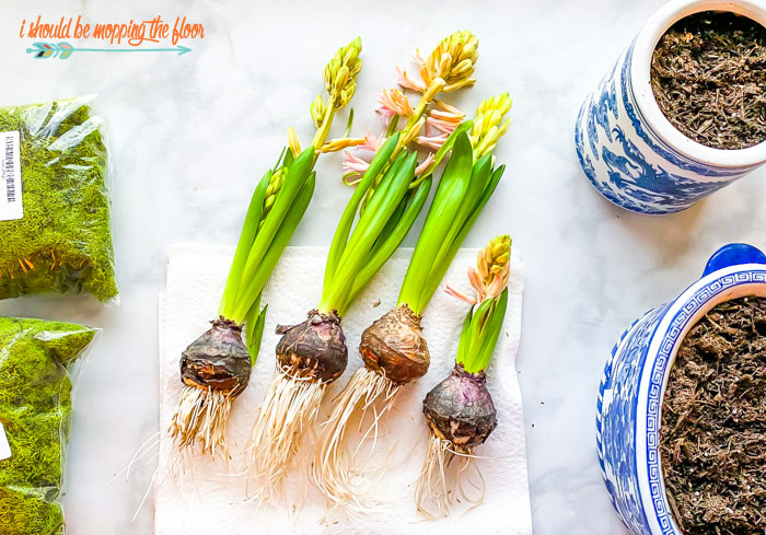 DIY Potted Hyacinth Bulbs | i should be mopping the floor