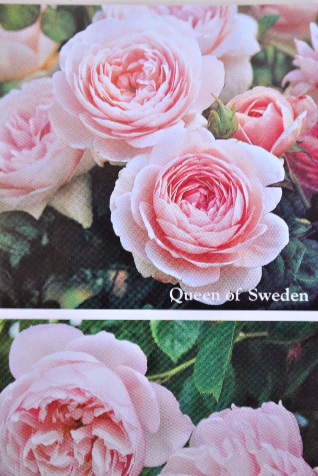 The Grower's Daughter: The David Austin Rose Catalogue