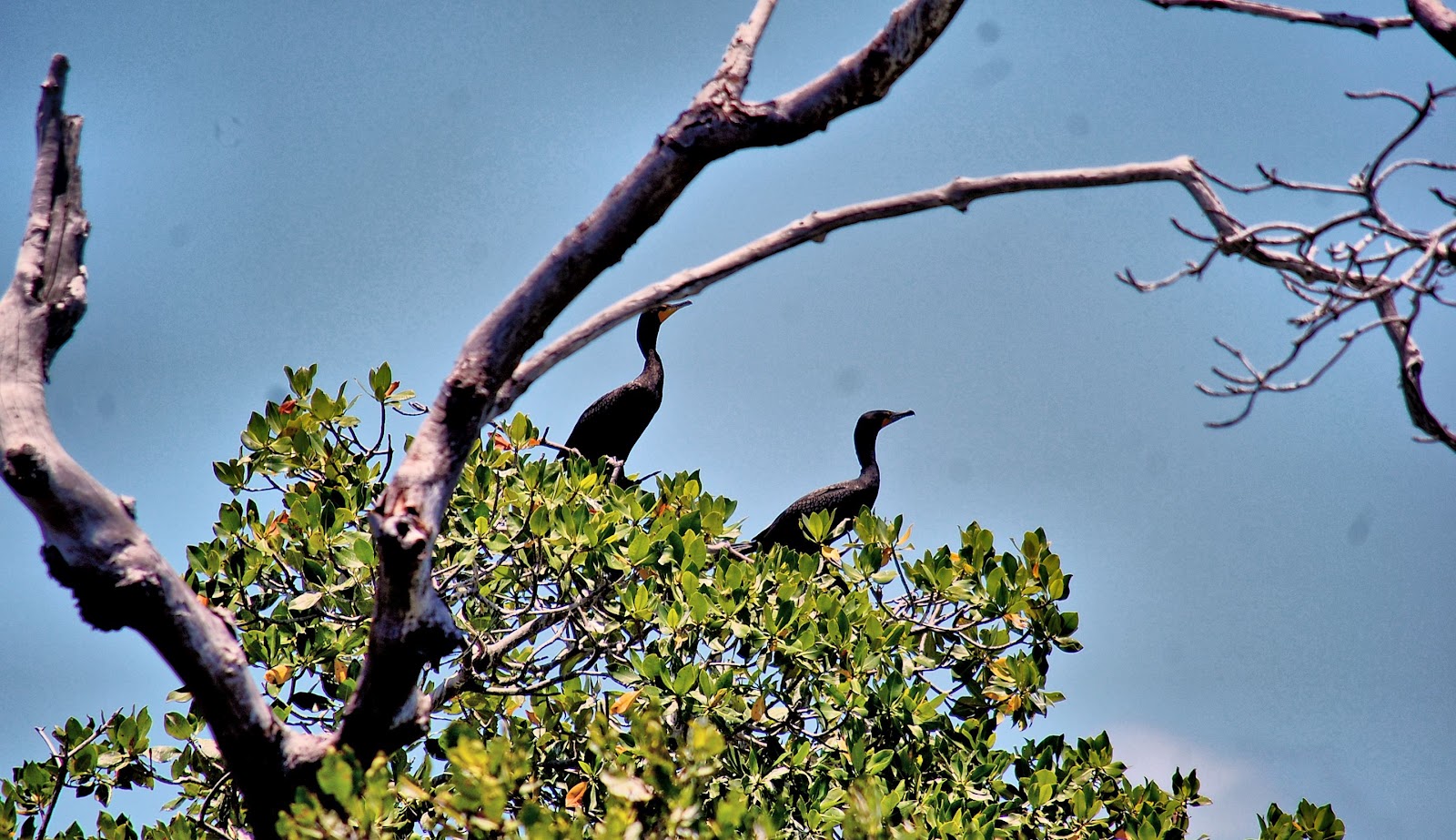 Bahama Bob's Rumstyles: Fish Hawk Key: Revisited
