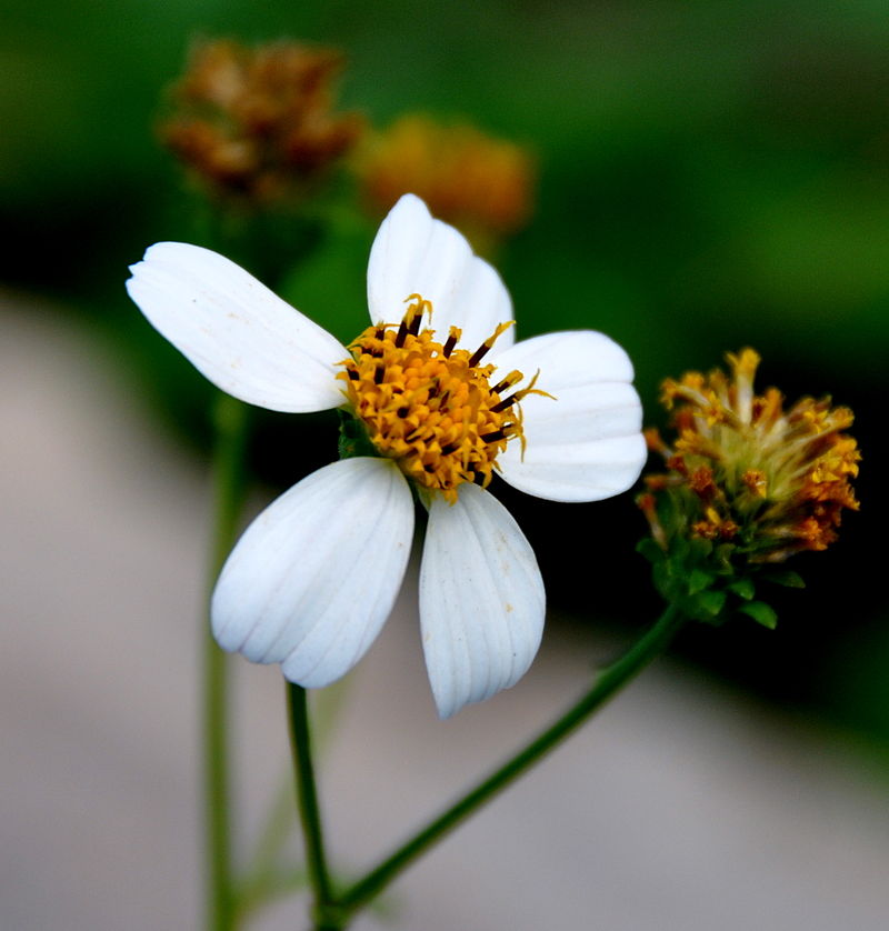 Amor seco - Desde Jalisco