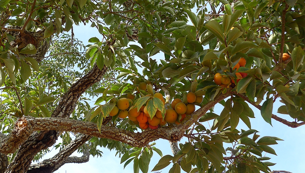 QUINTA DE ALCUBE - Diospireiro (Diospyros kaki)