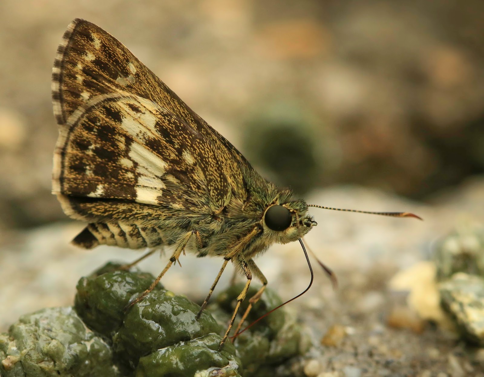Butterflies of Vietnam: 103. Halpe cf. porus (The Moore's Ace)