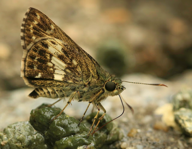 Butterflies of Vietnam: 103. Halpe cf. porus (The Moore's Ace)