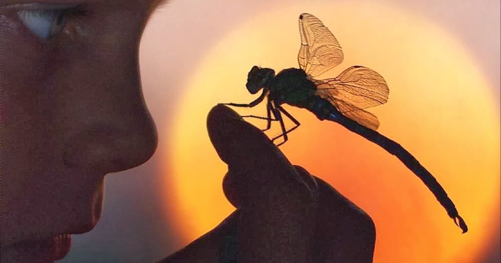 Luz de Levanah: ♥ LA MAGIA Y EL MISTERIO DE LA LIBELULA ♥ Significado y ...