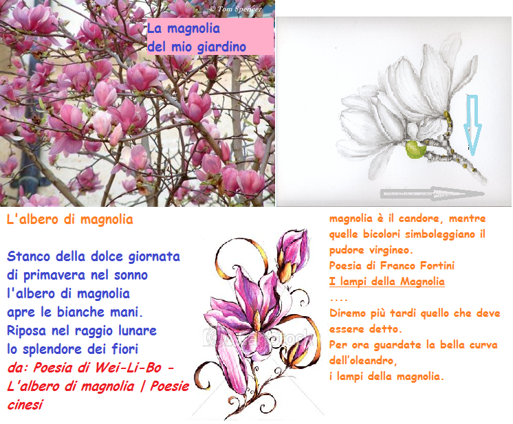 MAGNOLIA, SPUNTI BOTANICI E NON SOLO | LEGGERE PER...PER LEGGERE