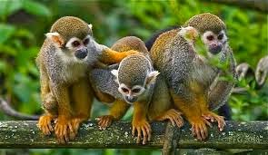 flora y fauna del Ecuador