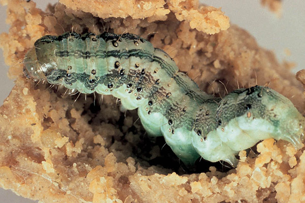 FITOSOFIA: HELIOTHIS VIRESCENS