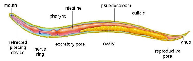 Typical Body Plan of Nematodes